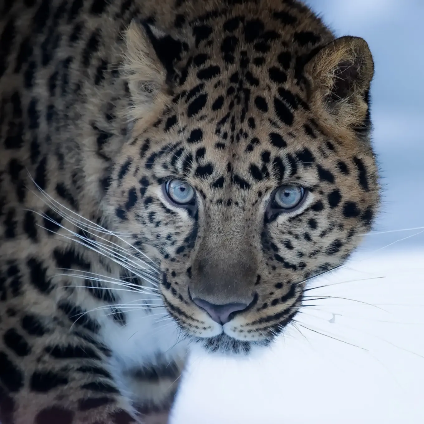 Amur leopard | Nature's SAFE