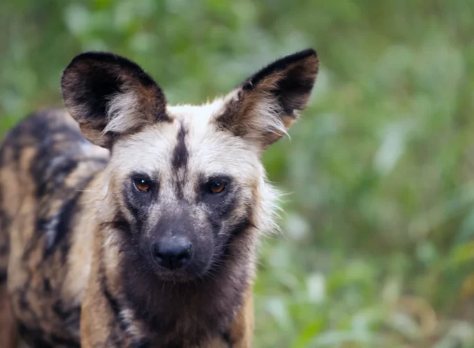 Europe’s first ‘cryo-coral babies’ signal the next step in global coral ...